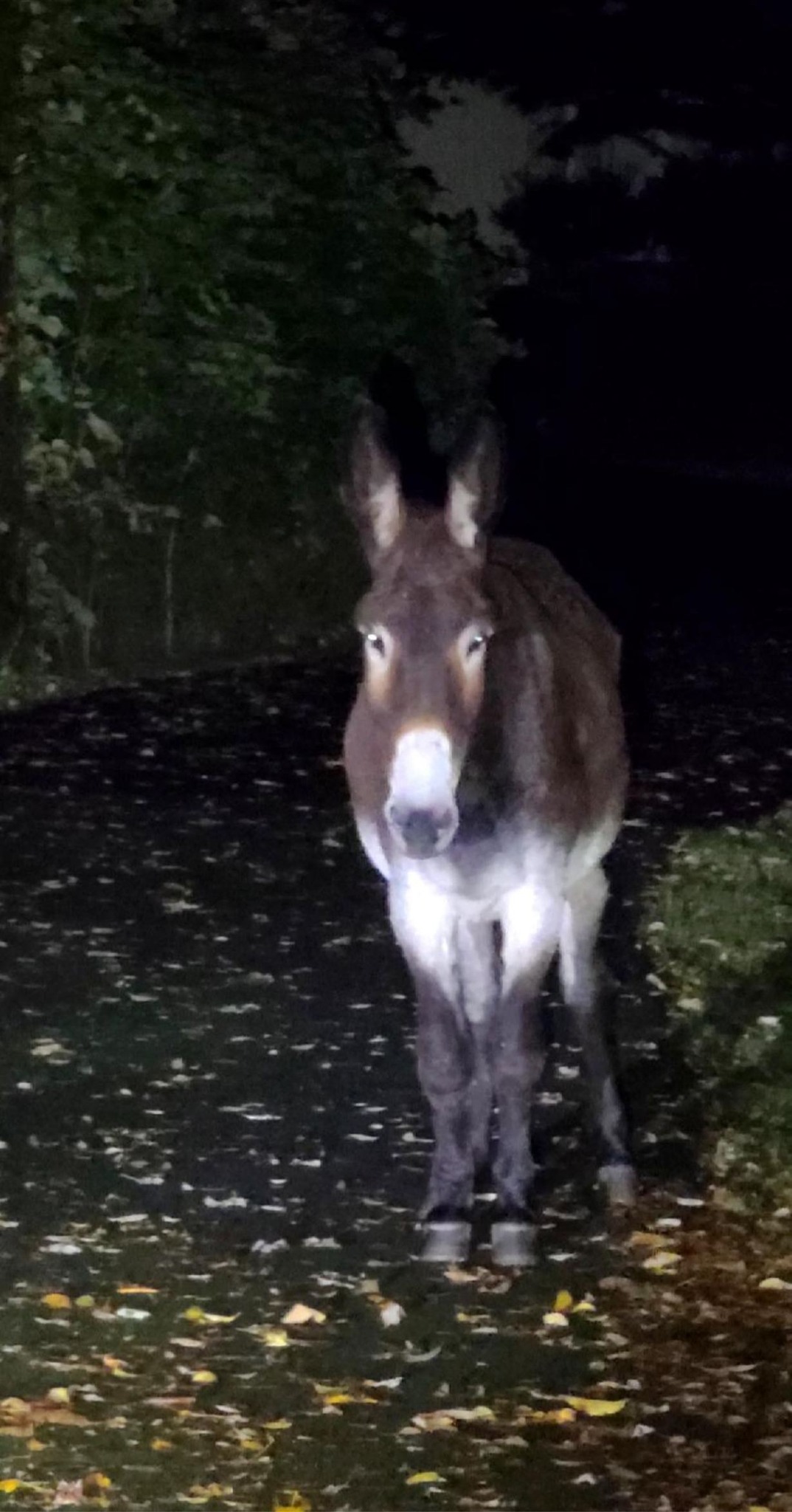 Glocester police chase goat, reunite loose donkey with owner - NRI NOW