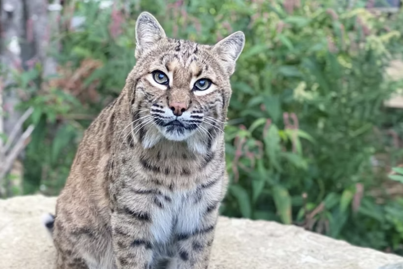 Glocester group wins grant to help rescue bobcats - NRI NOW